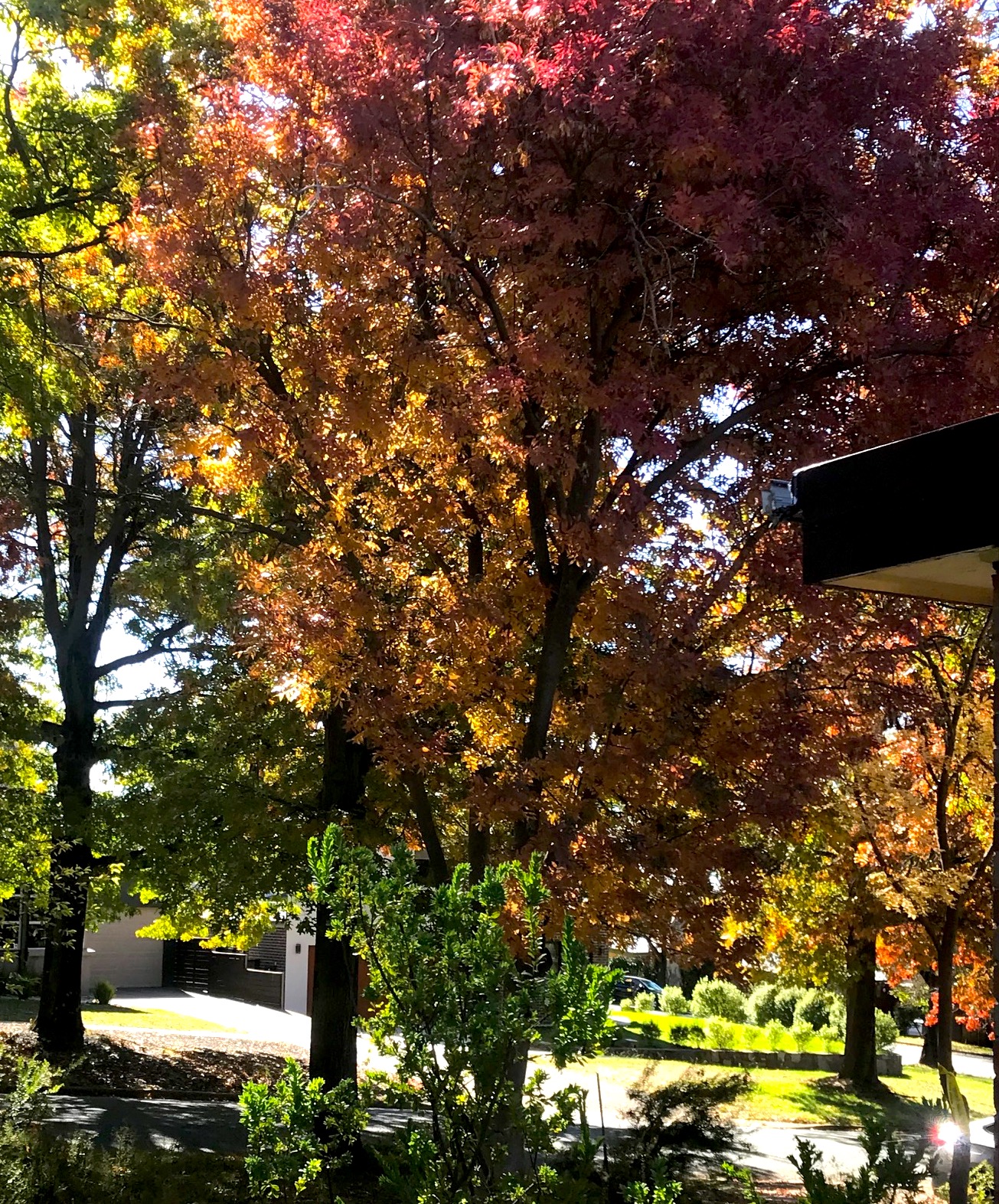 Tree Colours – Tracking the Human: nobody's a long time